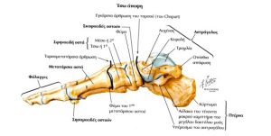 Ποδοκνημική / άκρος πόδας – Καλαβρυτινός Ορθοπαιδικός Χειρουργός